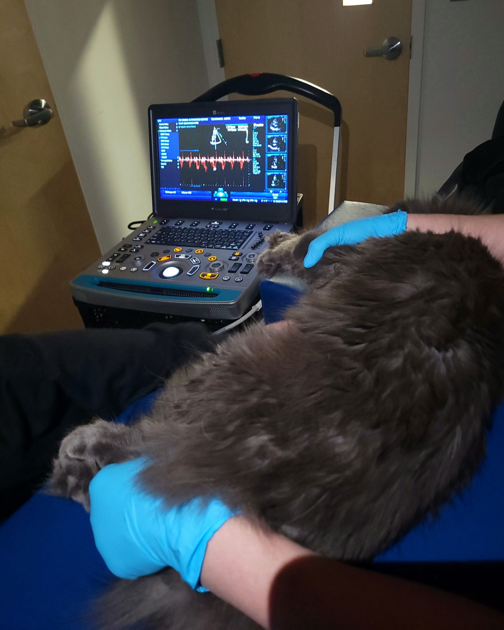 Echocardiogram for Pets | Brijon Vet Urgent Care